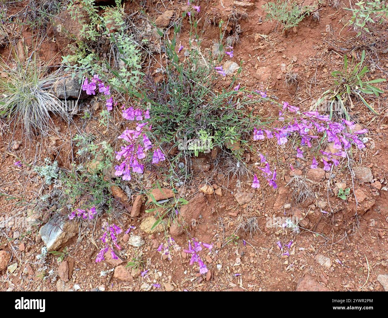 Short Stalk Penstemon (Penstemon parvulus Stock Photo - Alamy