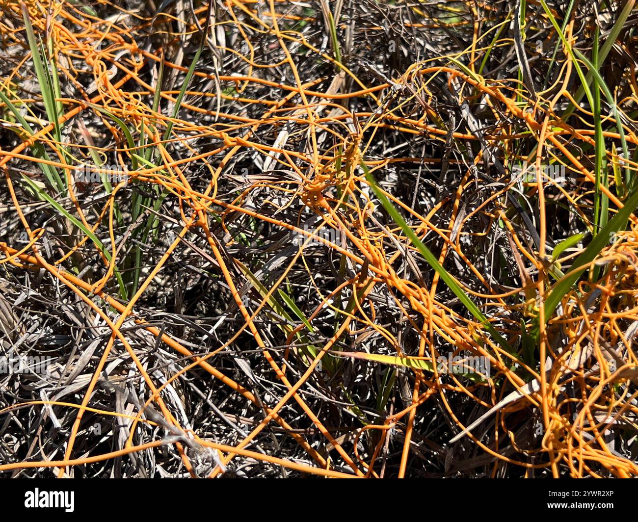 laurel dodder (Cassytha filiformis Stock Photo - Alamy