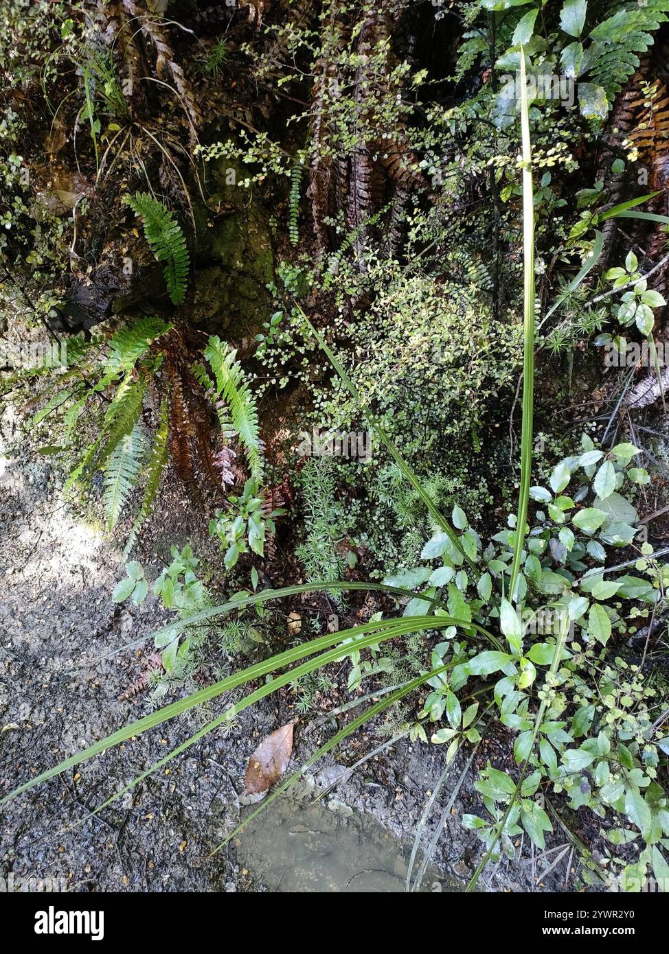 Forest Cabbage Tree (Cordyline banksii Stock Photo - Alamy
