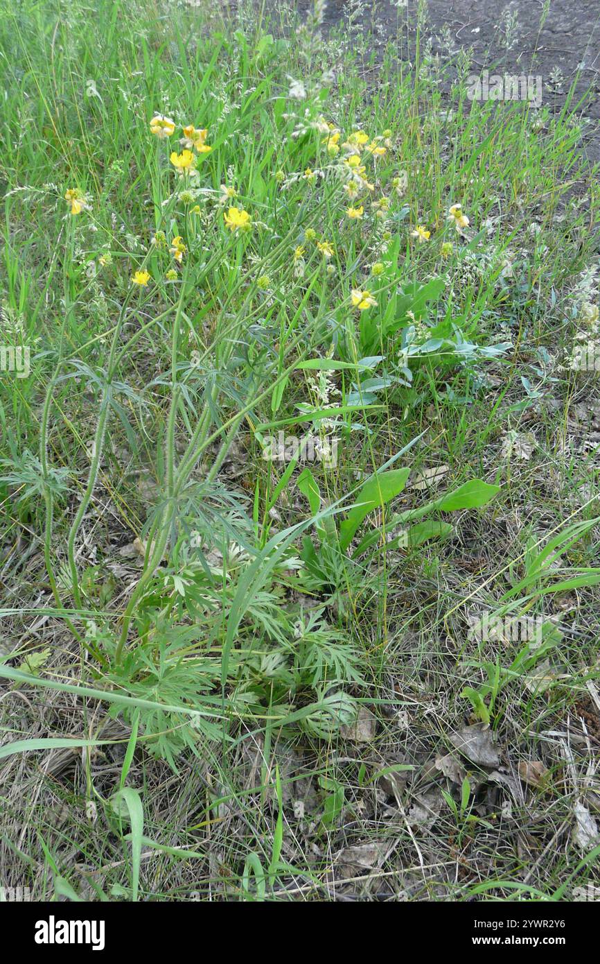 Multi-flowered Buttercup (Ranunculus polyanthemos Stock Photo - Alamy