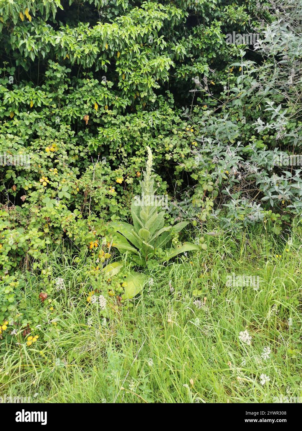 great mullein (Verbascum thapsus Stock Photo - Alamy