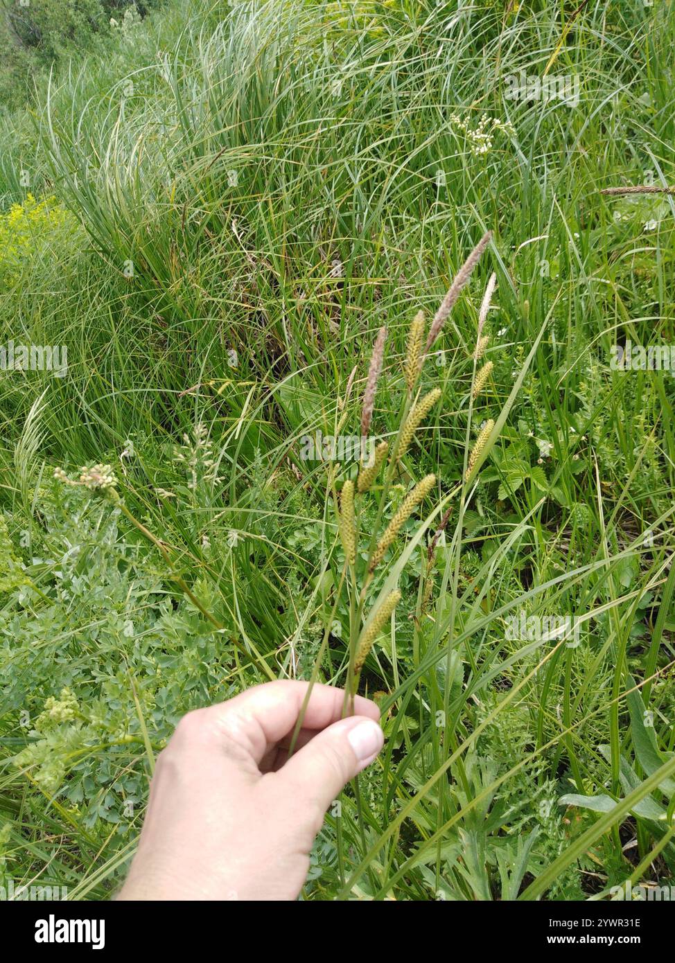 true sedges (Carex Stock Photo - Alamy