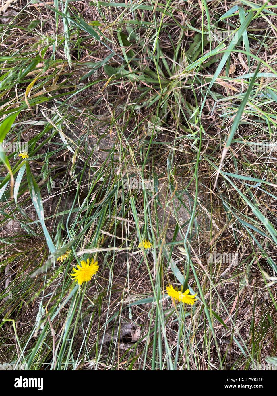 Common Cat's-ear (Hypochaeris radicata Stock Photo - Alamy