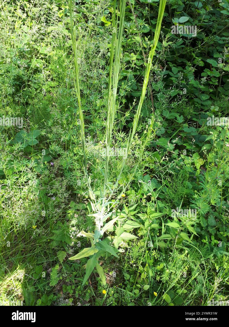 Tower Mustard (Turritis glabra Stock Photo - Alamy