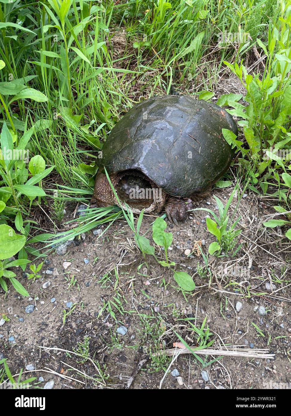 Common Snapping Turtle (Chelydra serpentina Stock Photo - Alamy