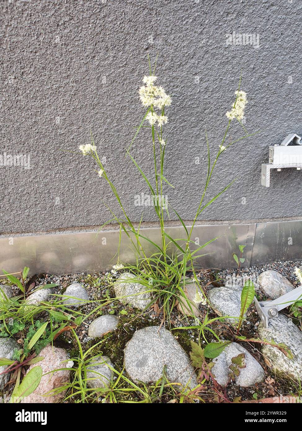 Snowy Woodrush (Luzula nivea Stock Photo - Alamy