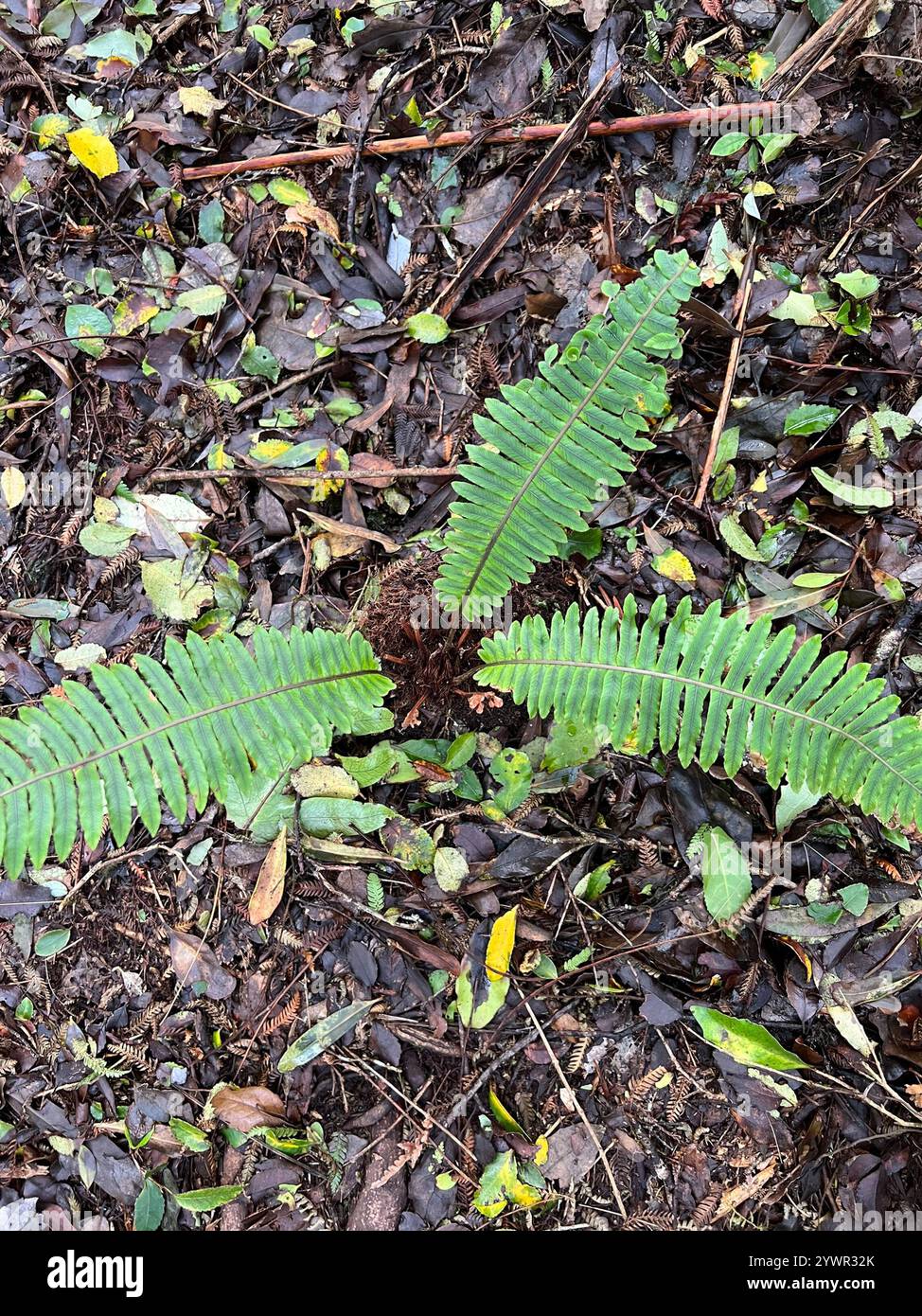 Lomaria discolor hi-res stock photography and images - Alamy
