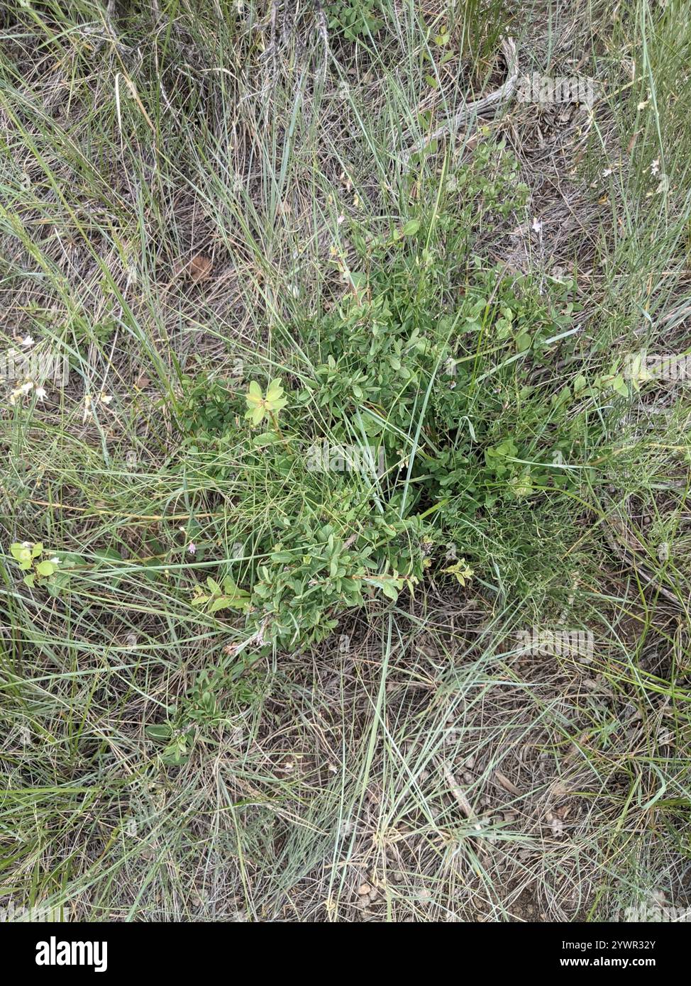 Roundleaf snowberry hi-res stock photography and images - Alamy