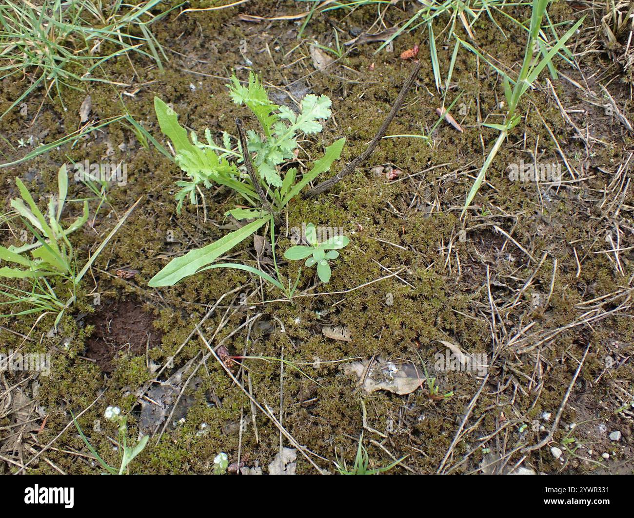 Bryaceae hi-res stock photography and images - Alamy