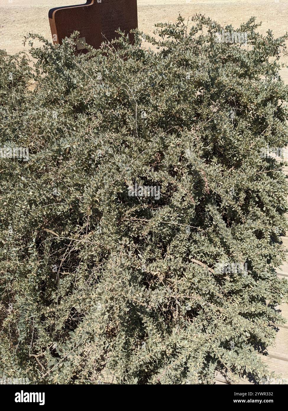 Mediterranean Saltbush (Atriplex halimus Stock Photo - Alamy