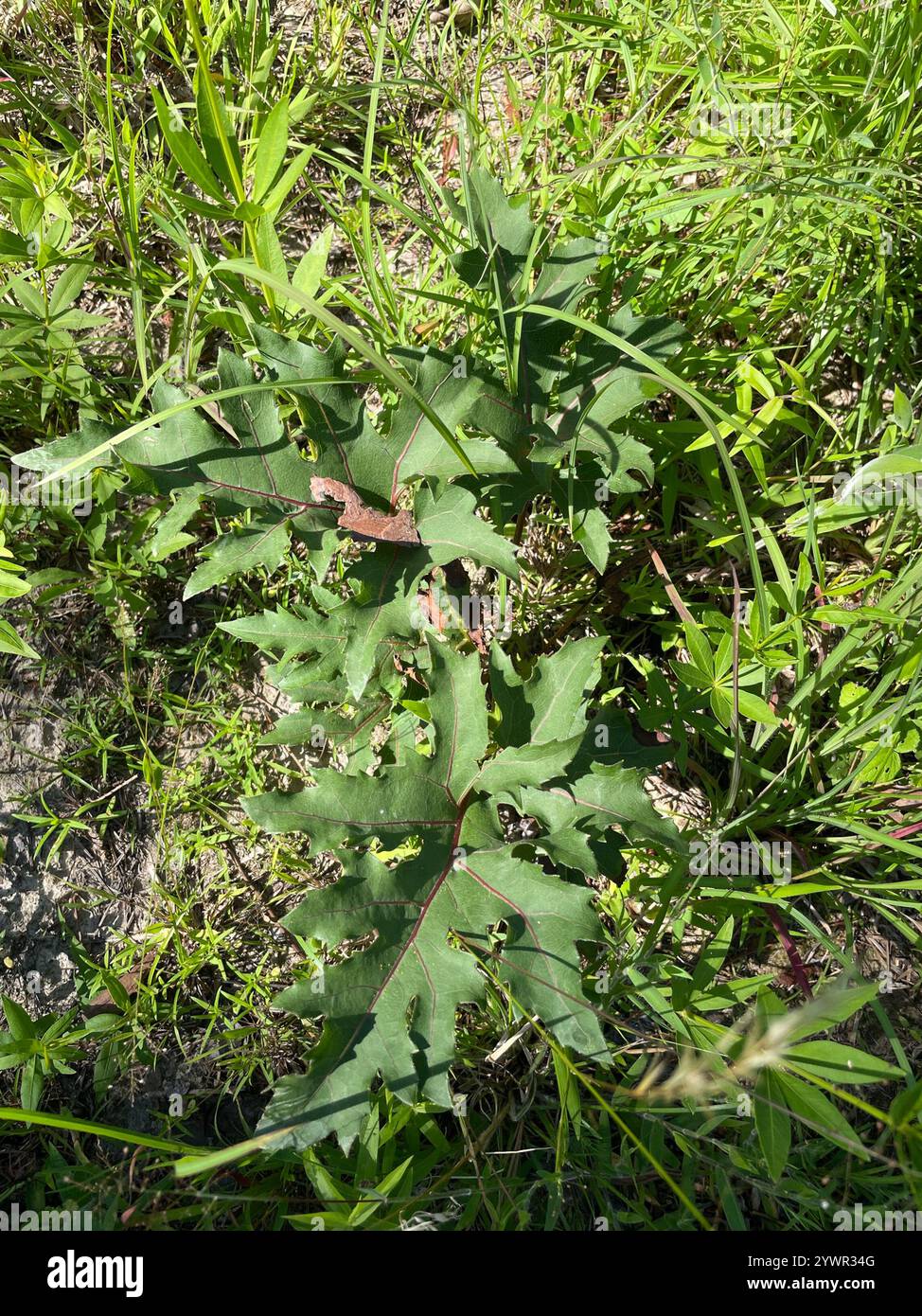 Kidney-leaf Rosinweed (Silphium compositum Stock Photo - Alamy