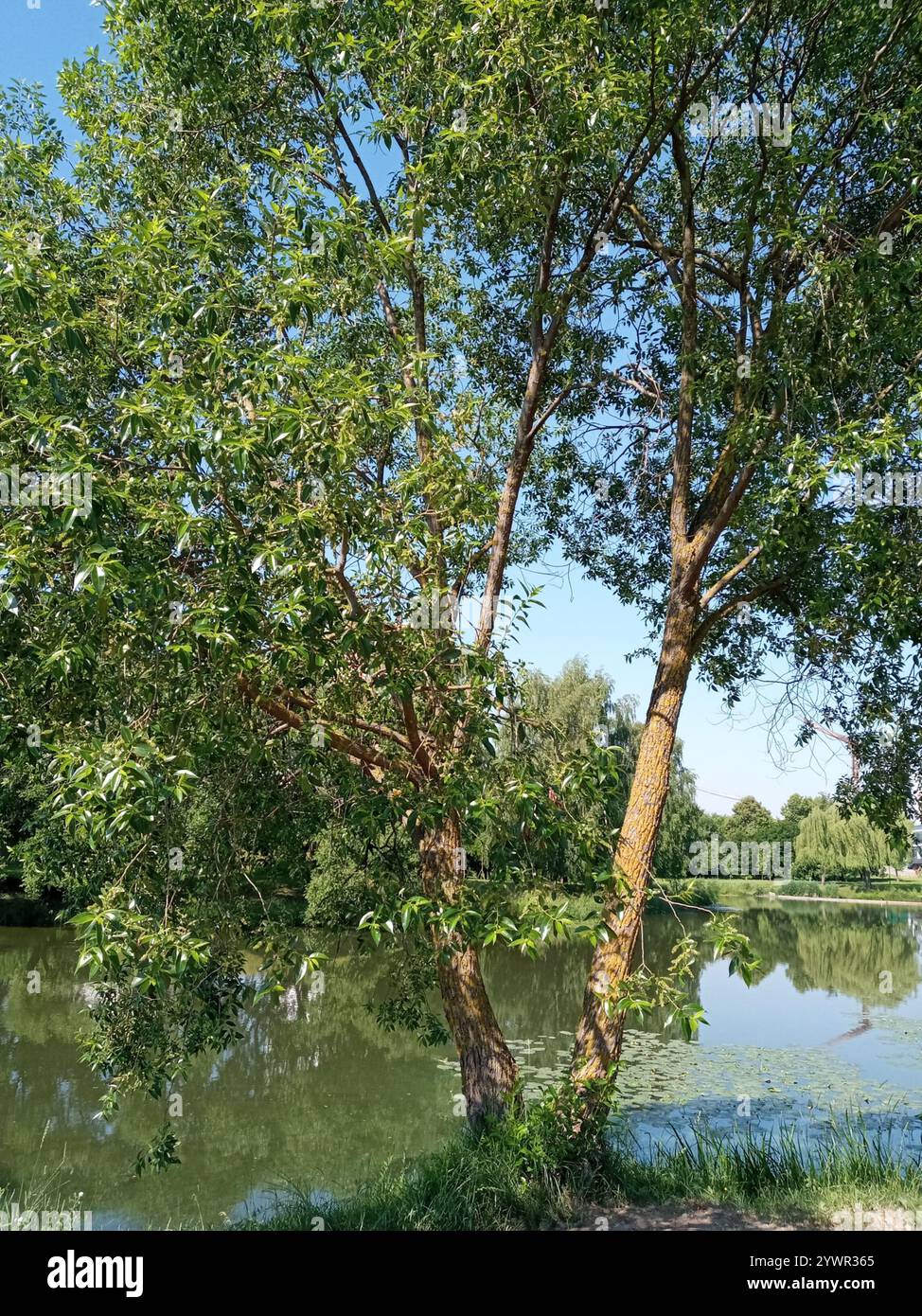 Laurel willow (Salix pentandra Stock Photo - Alamy