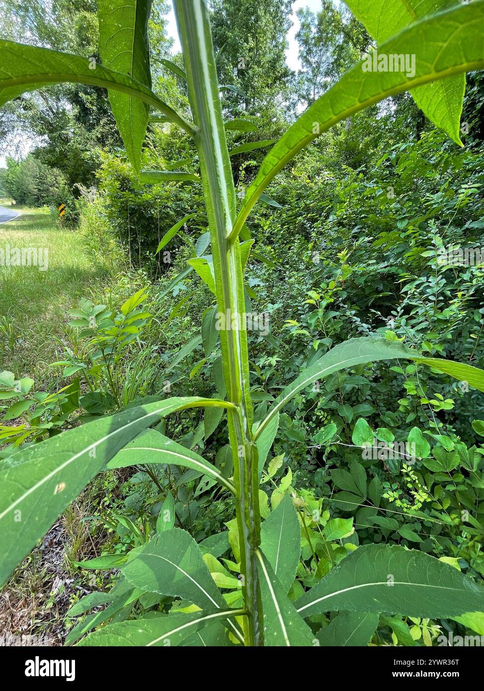 Wingstem (Verbesina alternifolia Stock Photo - Alamy