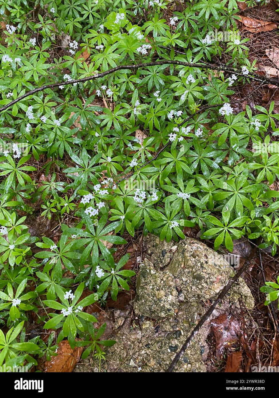 Sweet Woodruff (Galium odoratum Stock Photo - Alamy