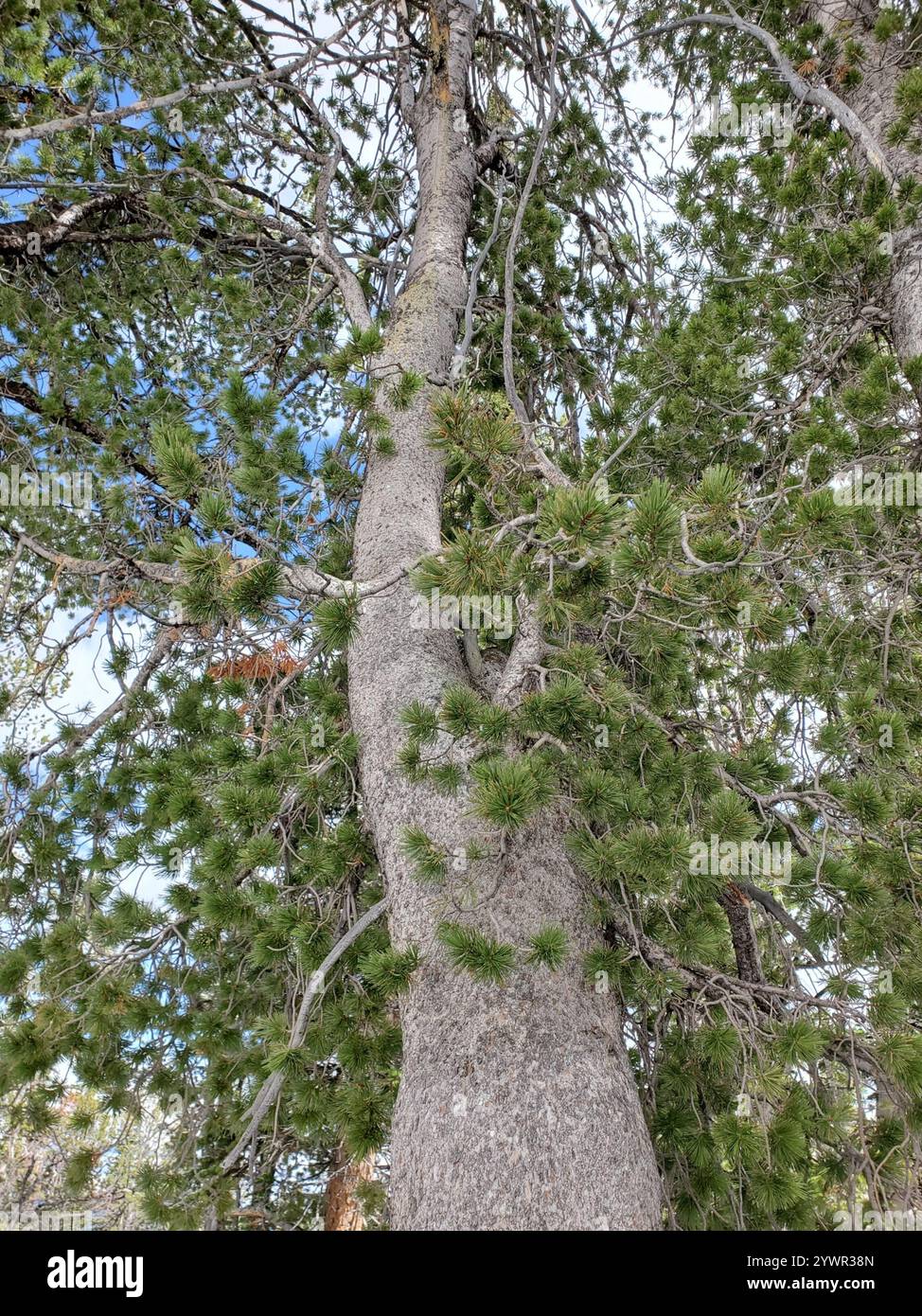 Whitebark Pine (Pinus albicaulis Stock Photo - Alamy