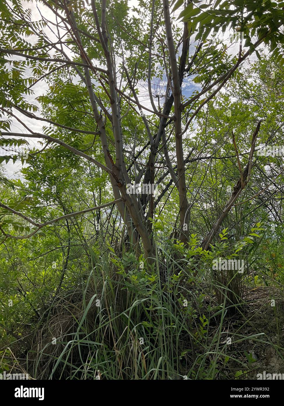 tree-of-heaven (Ailanthus altissima Stock Photo - Alamy