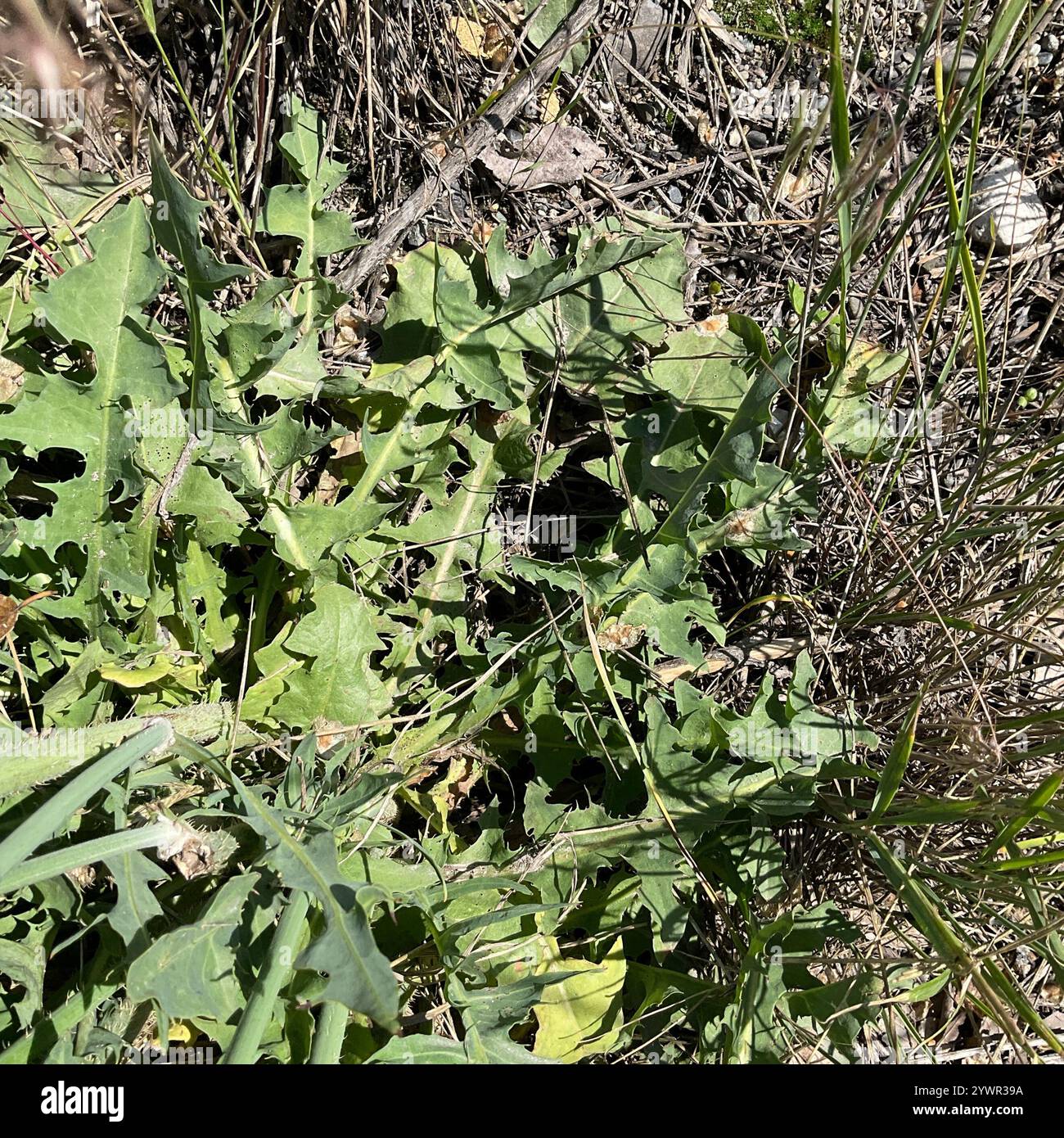 Rush Skeletonweed (Chondrilla juncea Stock Photo - Alamy