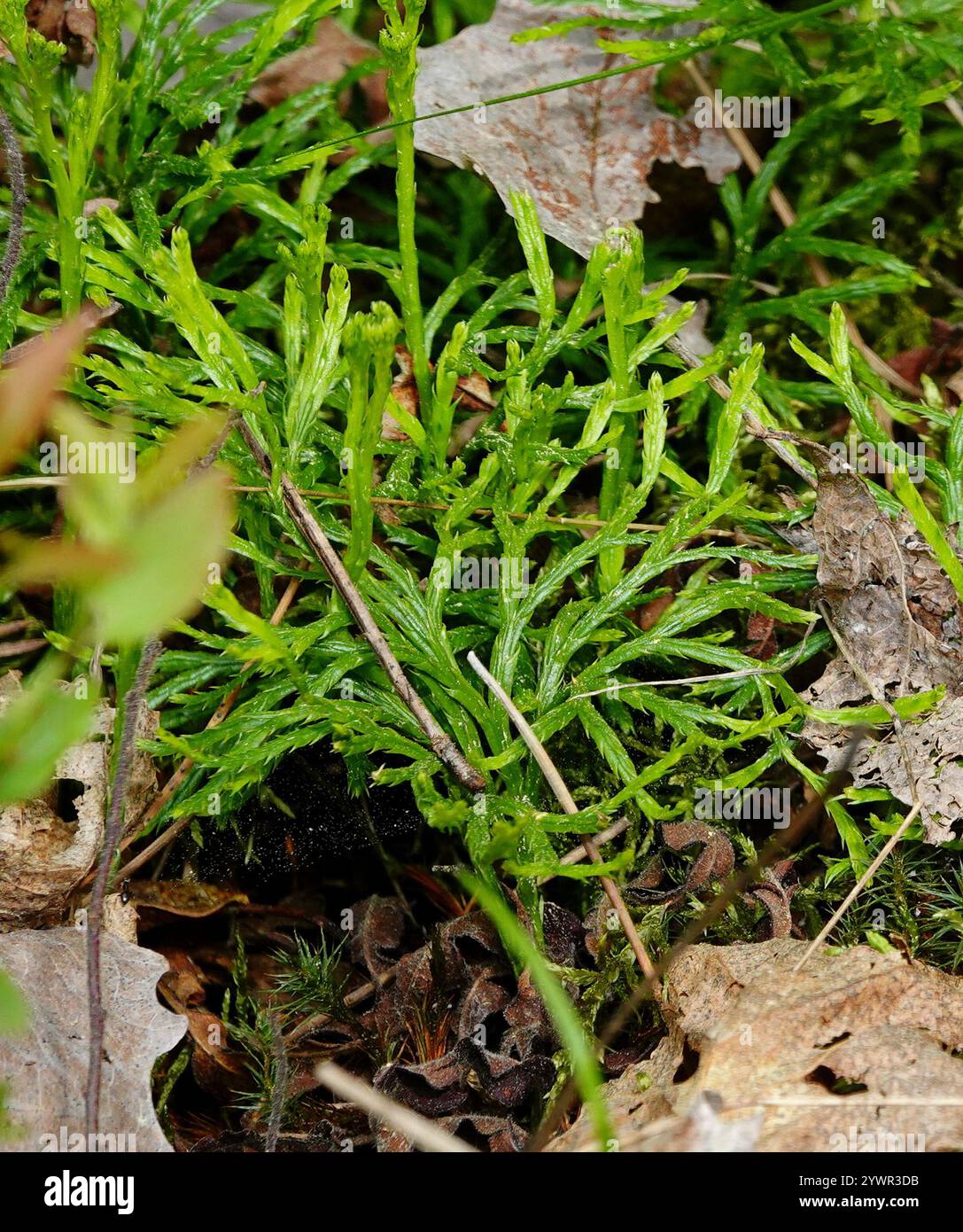 northern ground-cedar (Diphasiastrum complanatum Stock Photo - Alamy