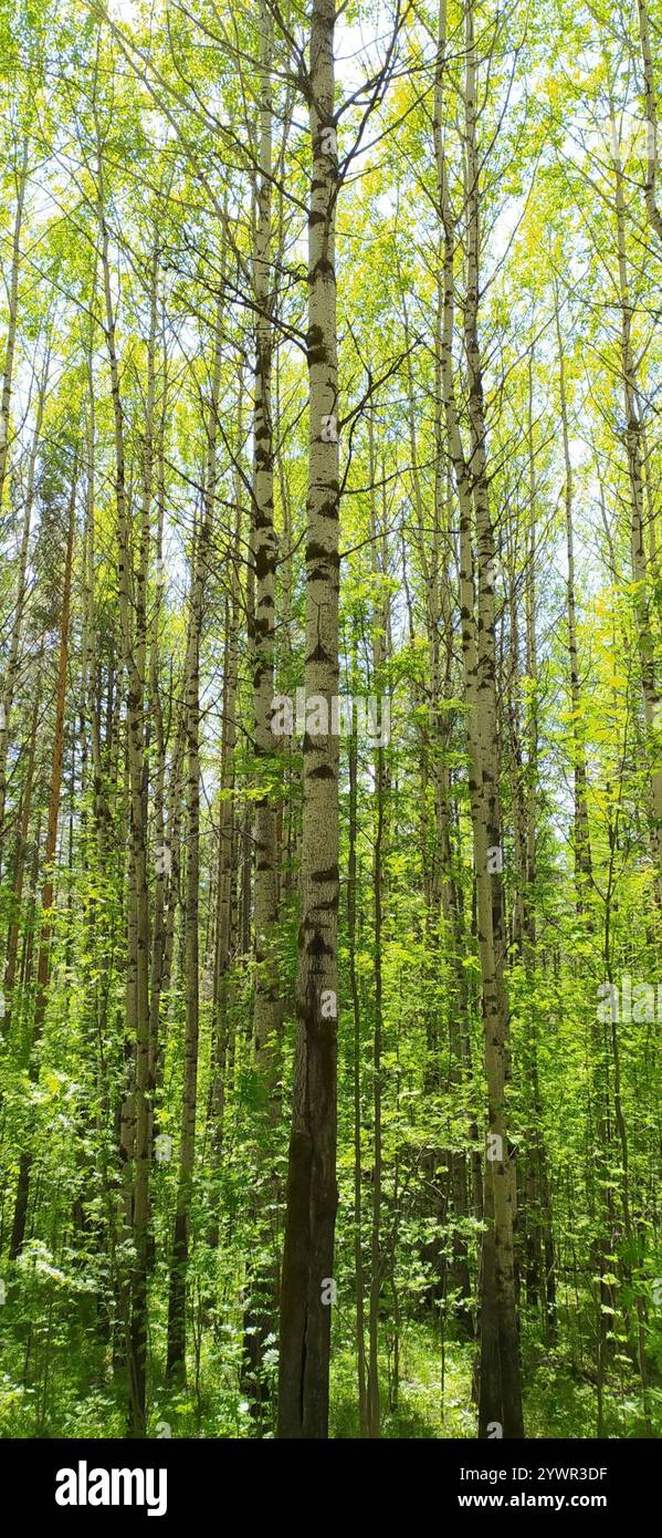 European aspen (Populus tremula Stock Photo - Alamy
