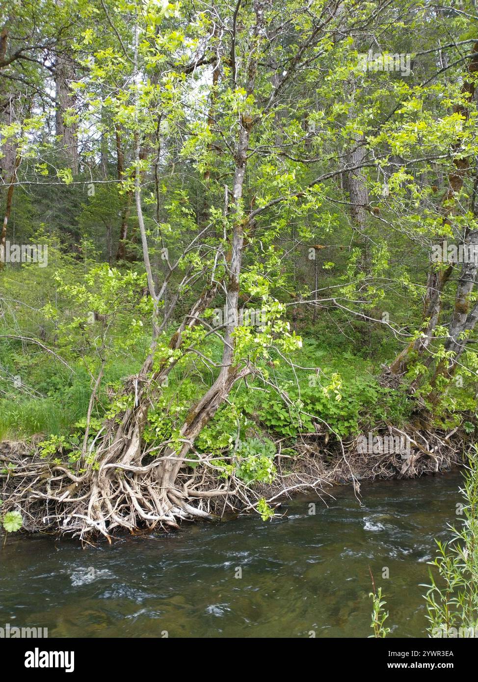 Oregon Ash (Fraxinus latifolia Stock Photo - Alamy