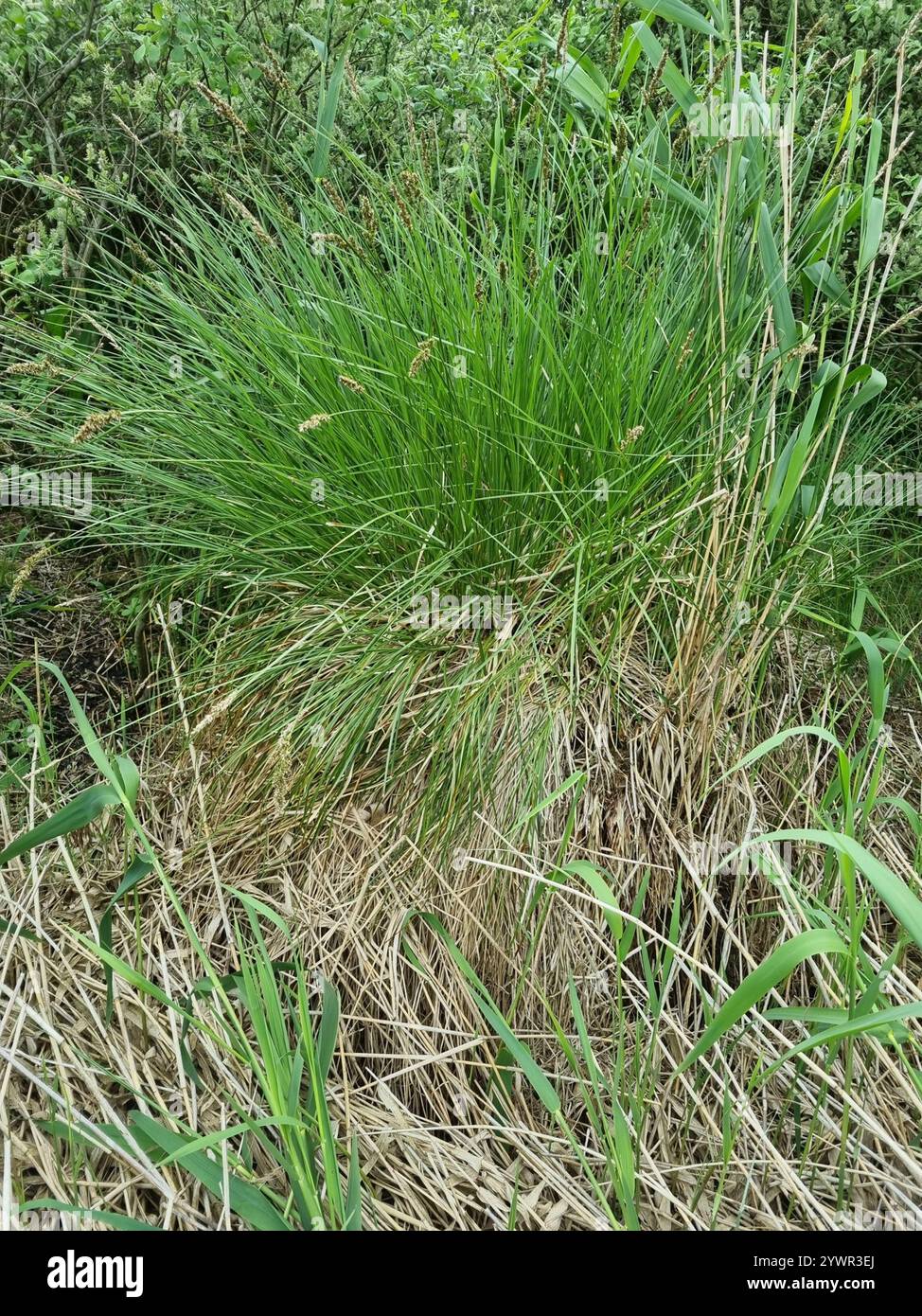 Greater tussock sedge carex paniculata hi-res stock photography and ...