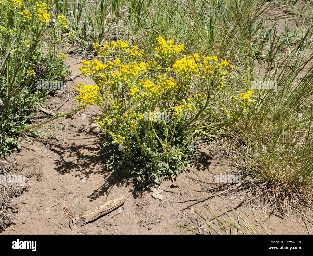 Packera multilobata hi-res stock photography and images - Alamy