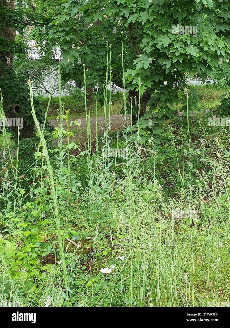 Tower Mustard (Turritis glabra Stock Photo - Alamy