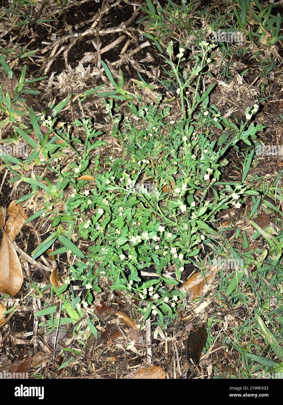 Santa Maria feverfew (Parthenium hysterophorus Stock Photo - Alamy