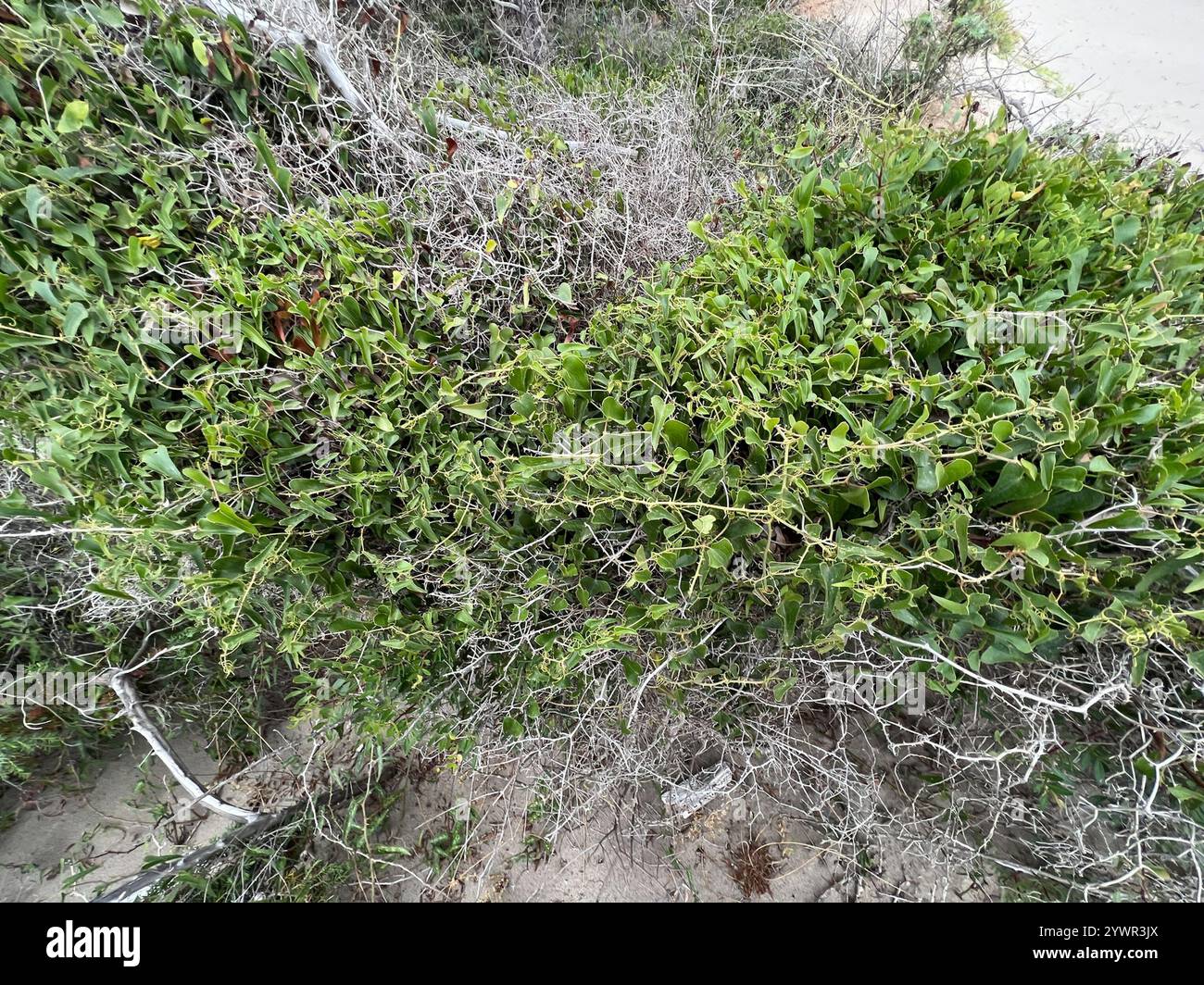 Rough Bindweed (Smilax aspera Stock Photo - Alamy