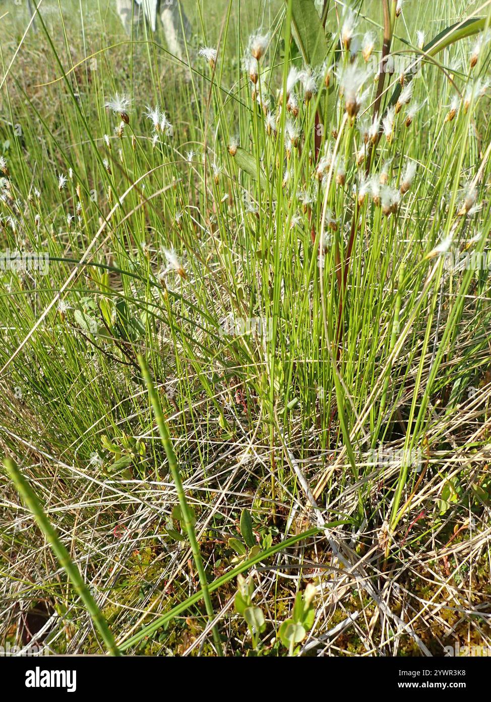 Cotton Deergrass (Trichophorum alpinum Stock Photo - Alamy