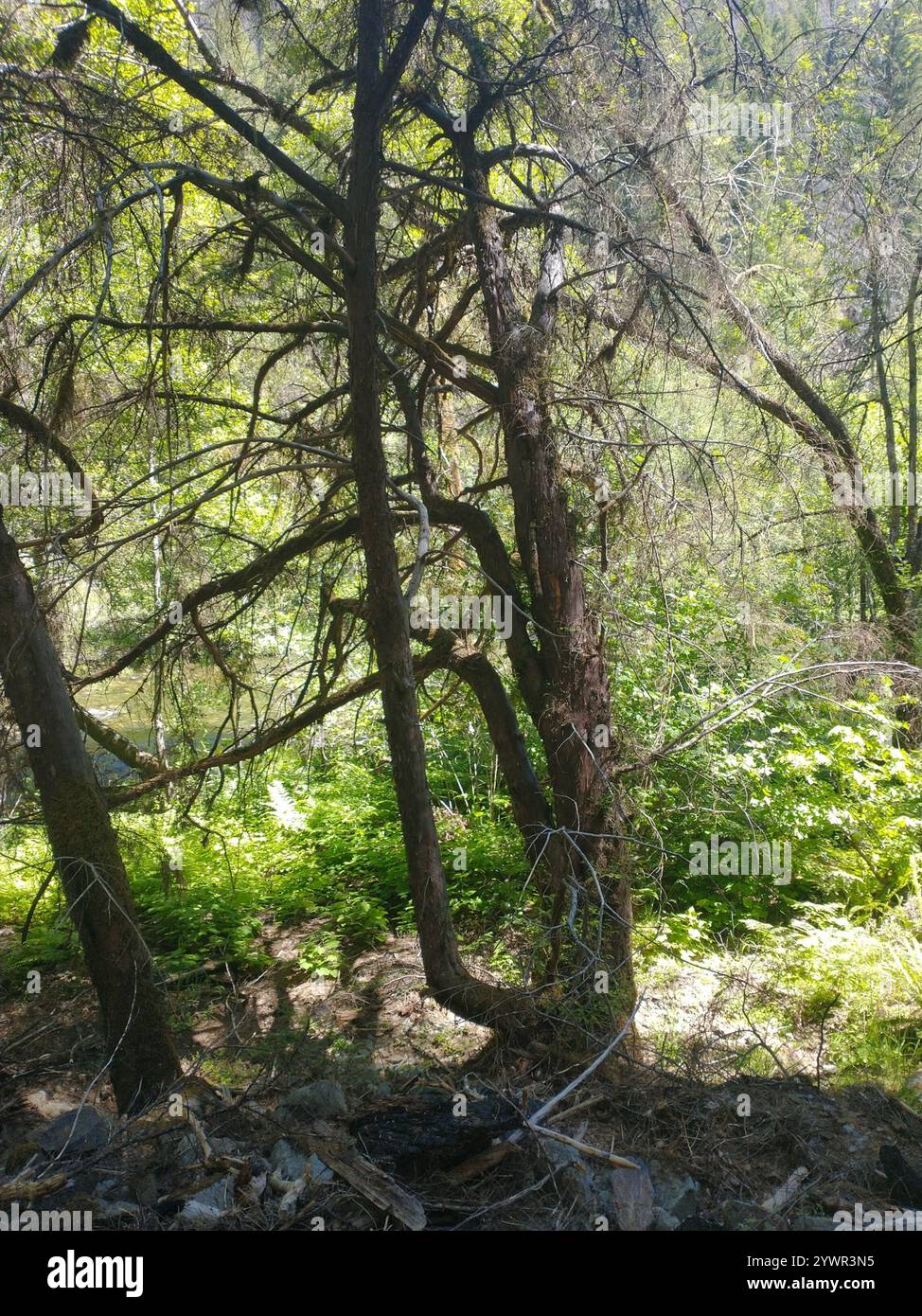 Pacific yew (Taxus brevifolia Stock Photo - Alamy
