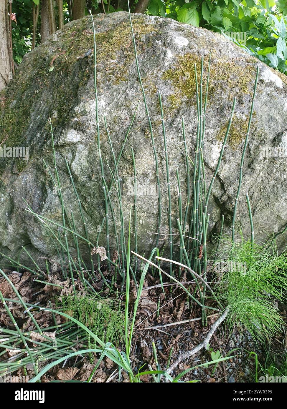 rough horsetail (Equisetum hyemale Stock Photo - Alamy