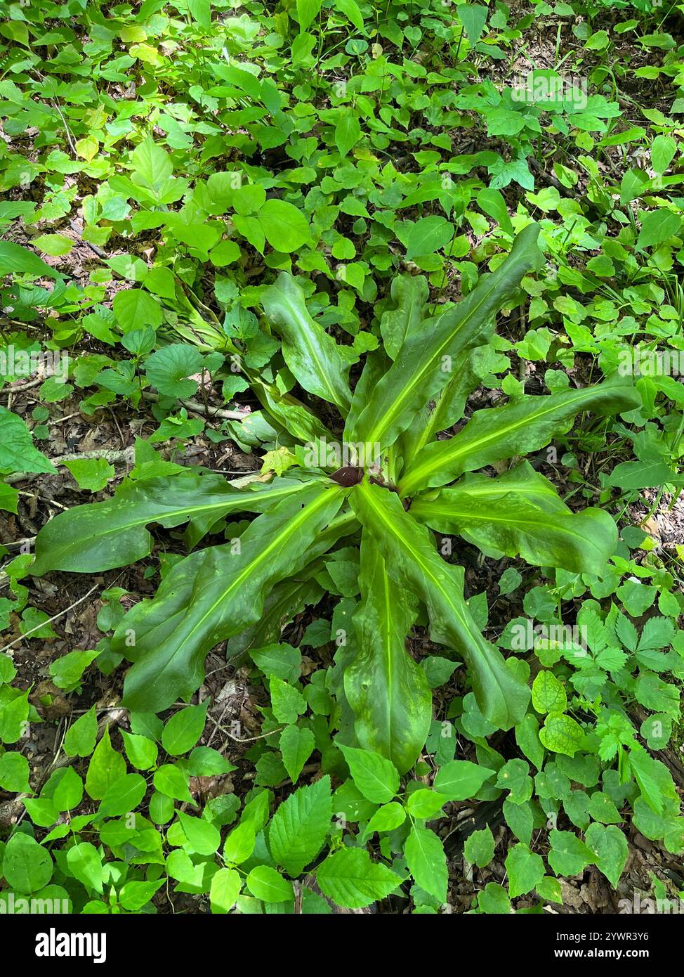 American columbo (Frasera caroliniensis Stock Photo - Alamy