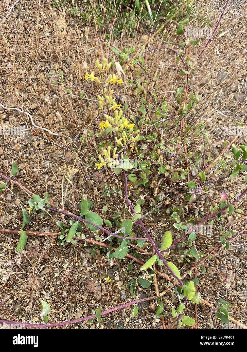 Lonicera interrupta hi-res stock photography and images - Alamy