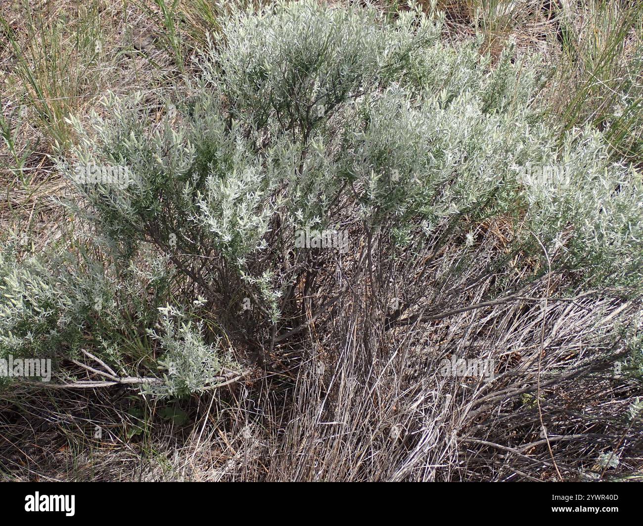 Spineless Horsebrush (Tetradymia canescens Stock Photo - Alamy