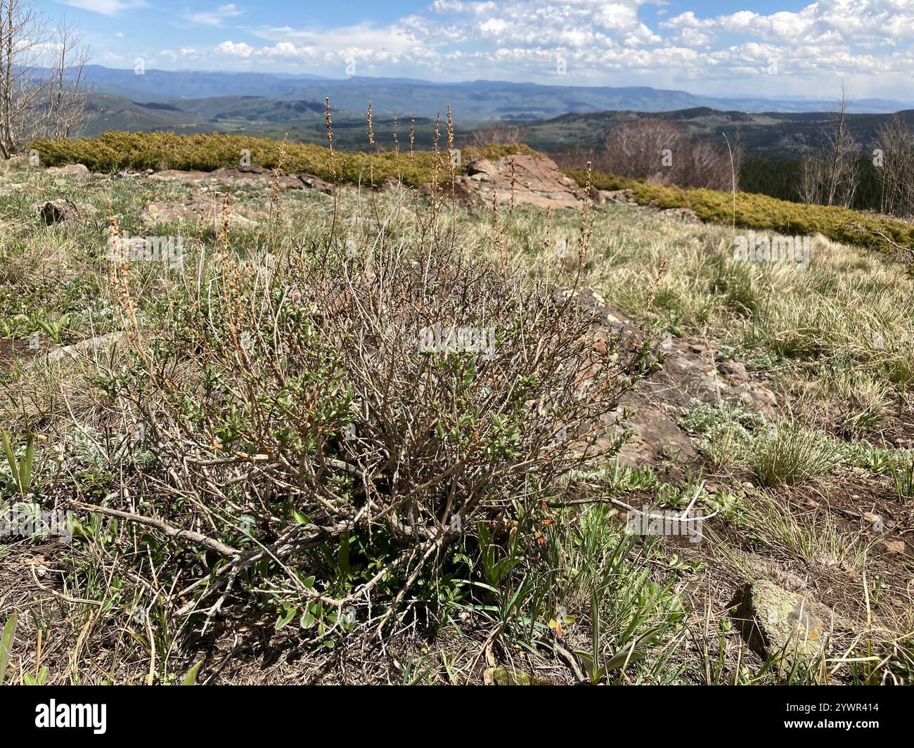 Silver Sagebrush (Artemisia cana Stock Photo - Alamy