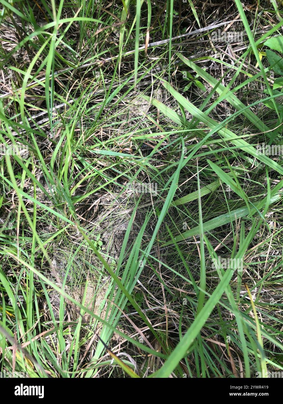 slender spike rush (Eleocharis tenuis verrucosa Stock Photo - Alamy