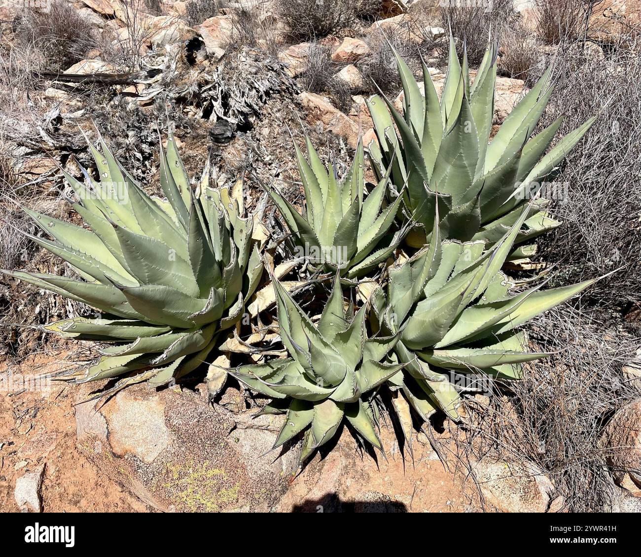 Shaws agave agave shawii hi-res stock photography and images - Alamy