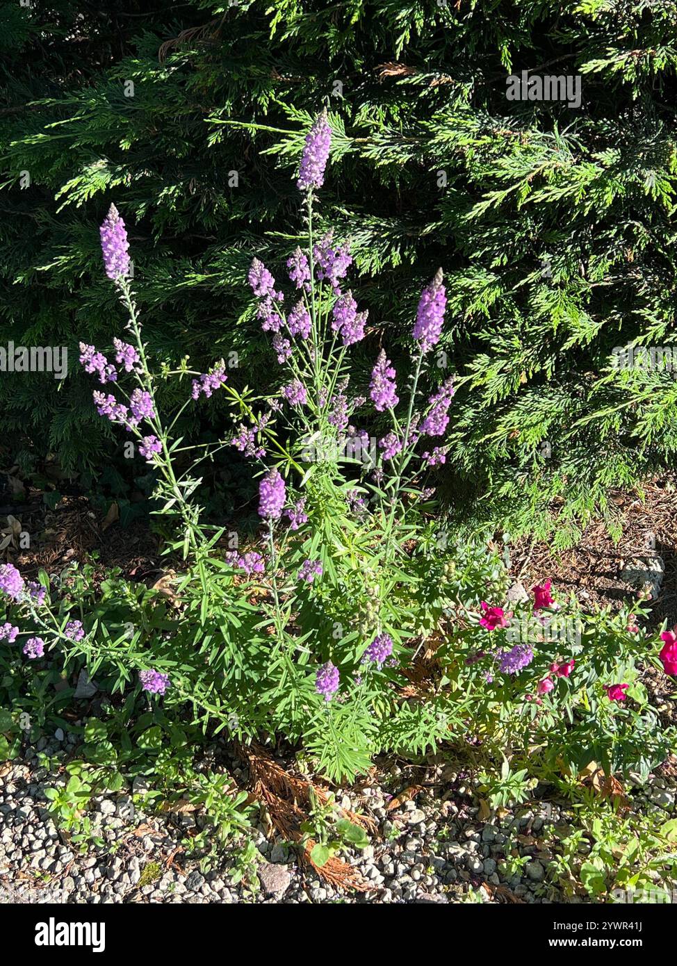 Purple Toadflax (Linaria purpurea Stock Photo - Alamy
