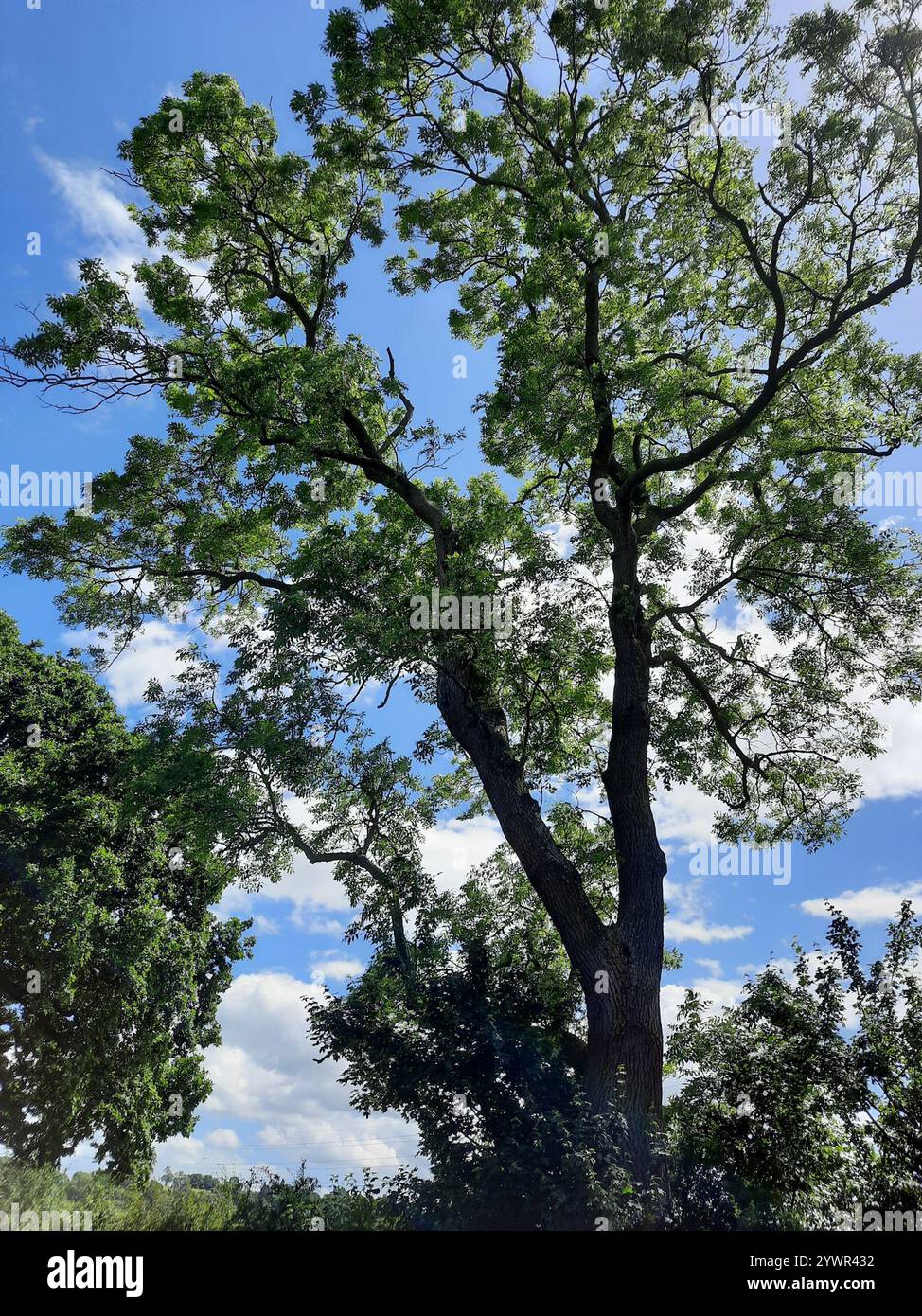 European ash (Fraxinus excelsior Stock Photo - Alamy