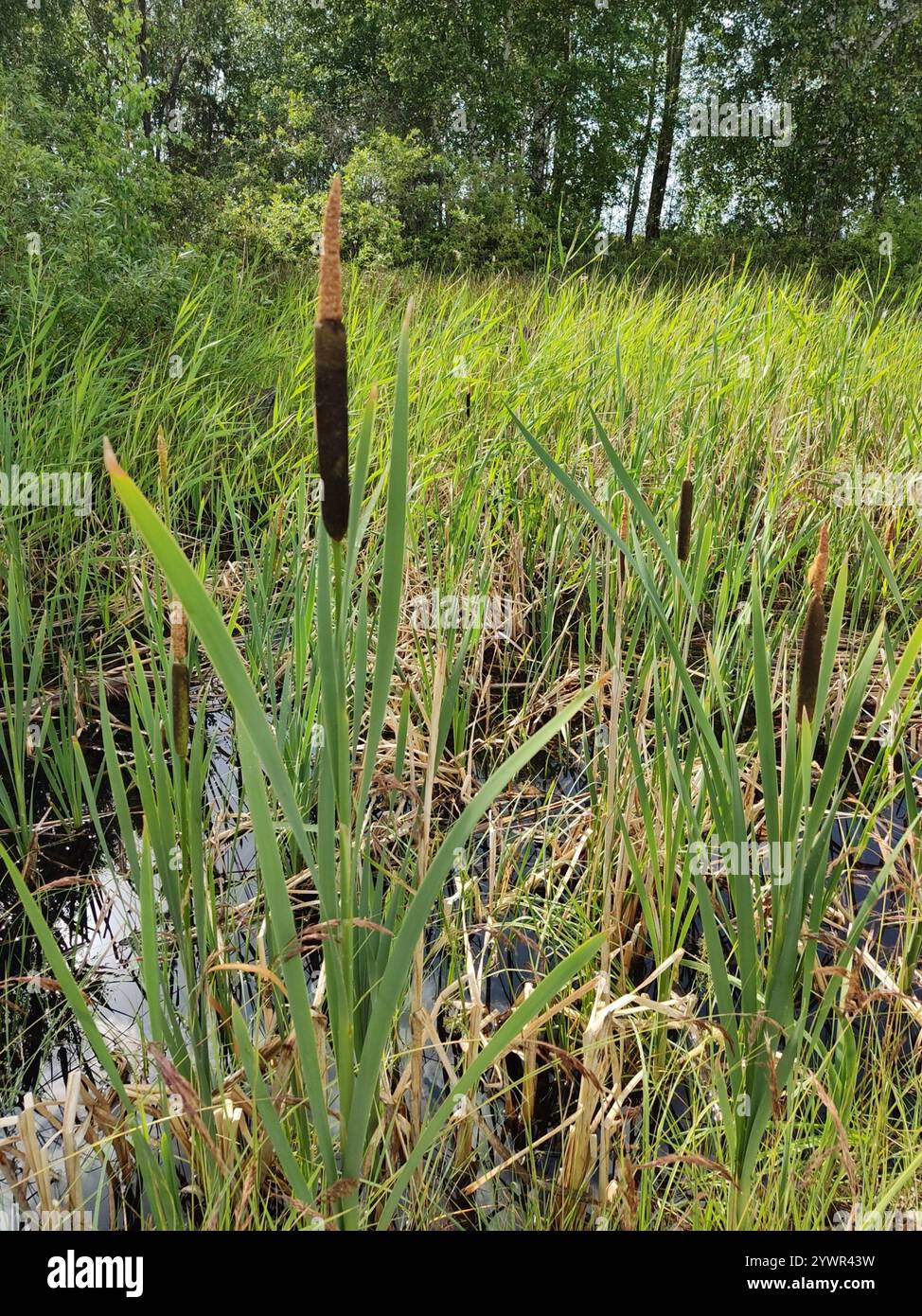 broadleaf cattail (Typha latifolia Stock Photo - Alamy