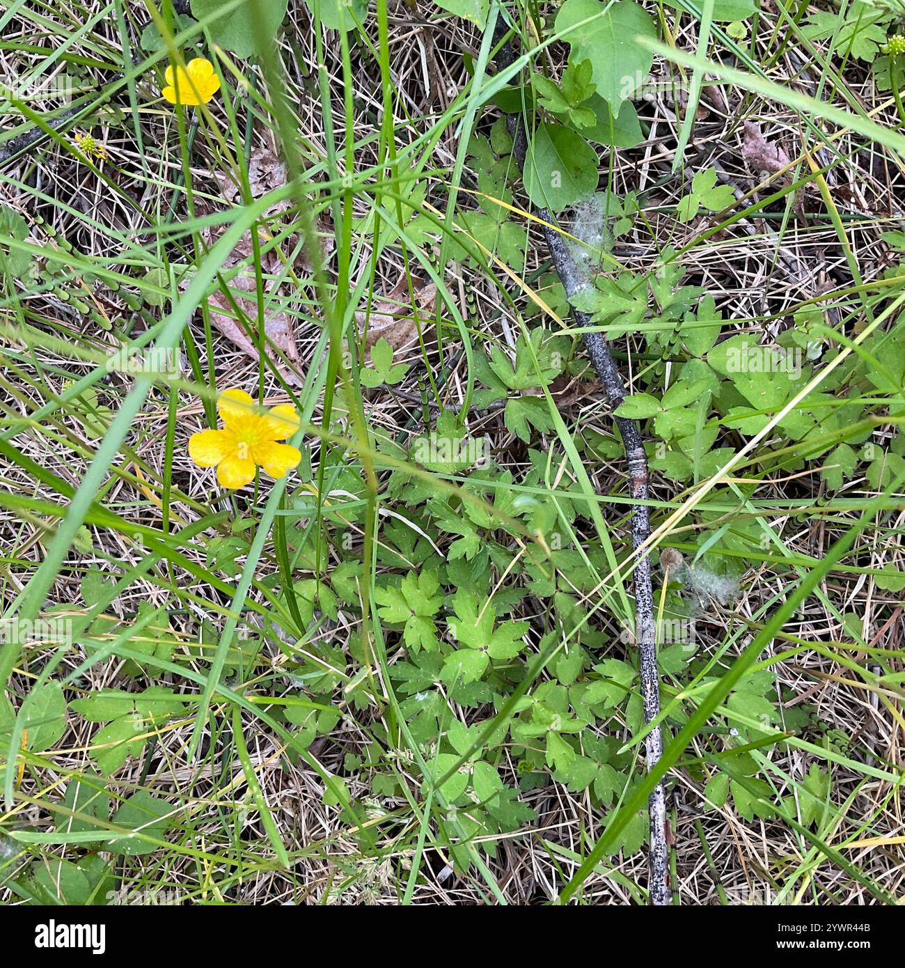 Creeping buttercup (Ranunculus repens Stock Photo - Alamy