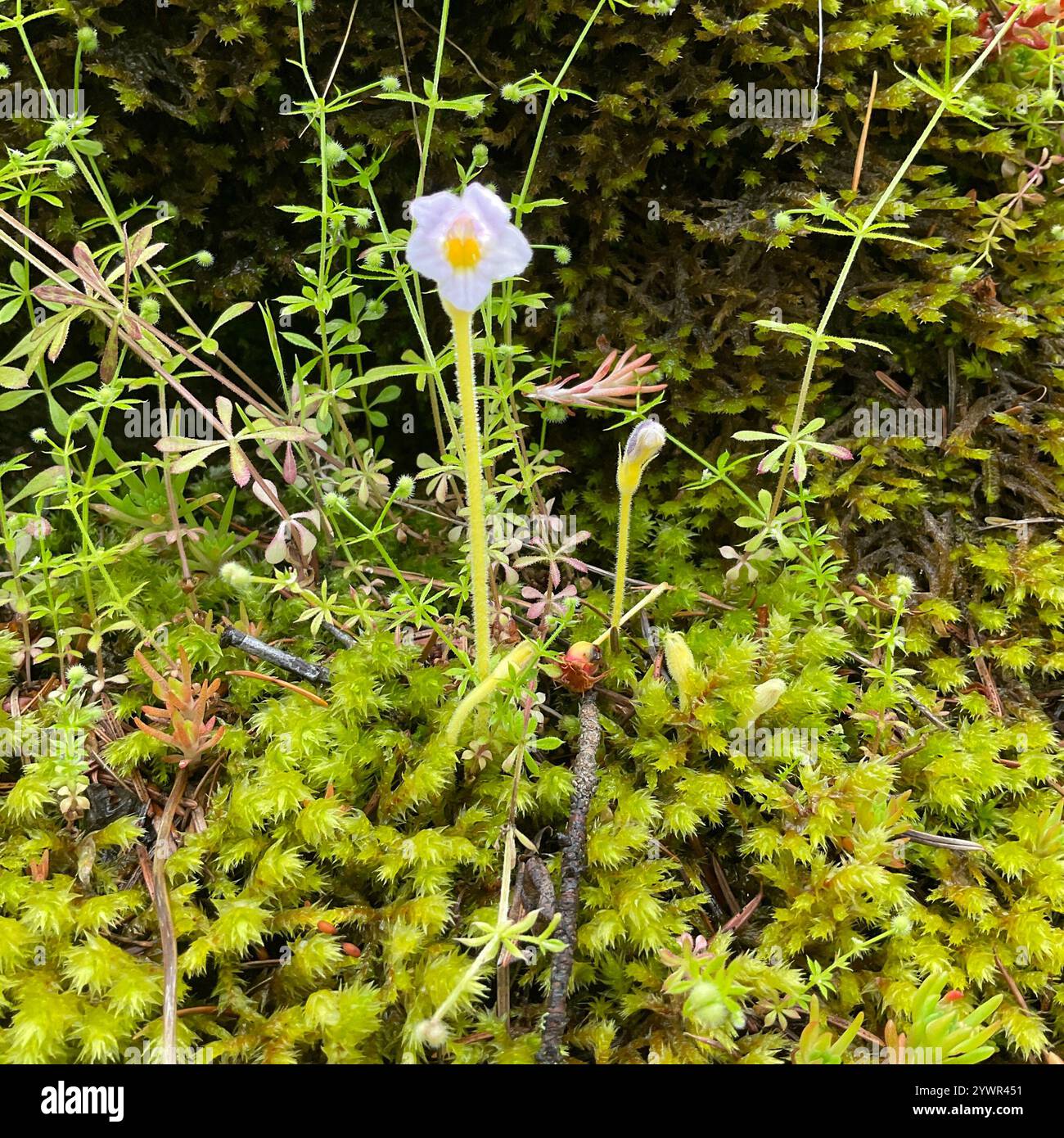 oneflower broomrape (Aphyllon purpureum Stock Photo - Alamy