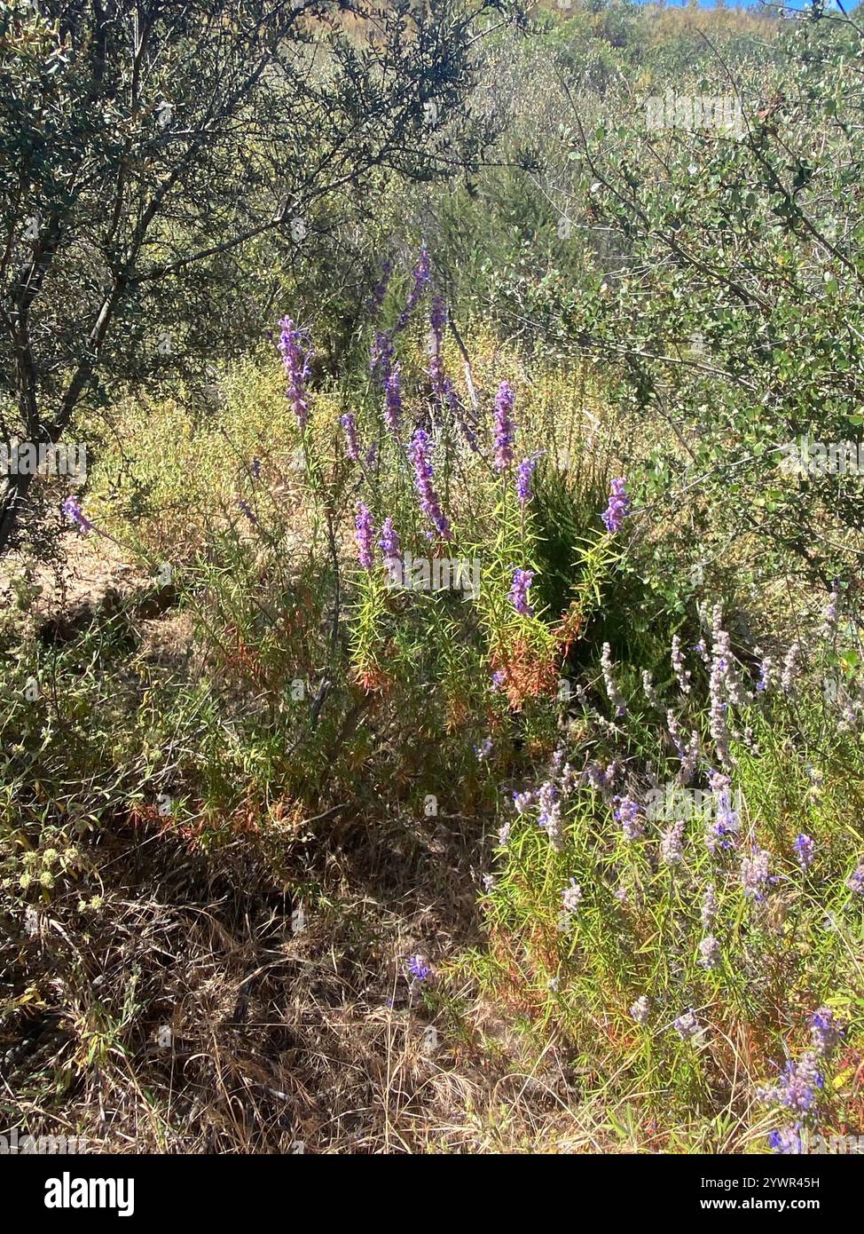 woolly bluecurls (Trichostema lanatum Stock Photo - Alamy