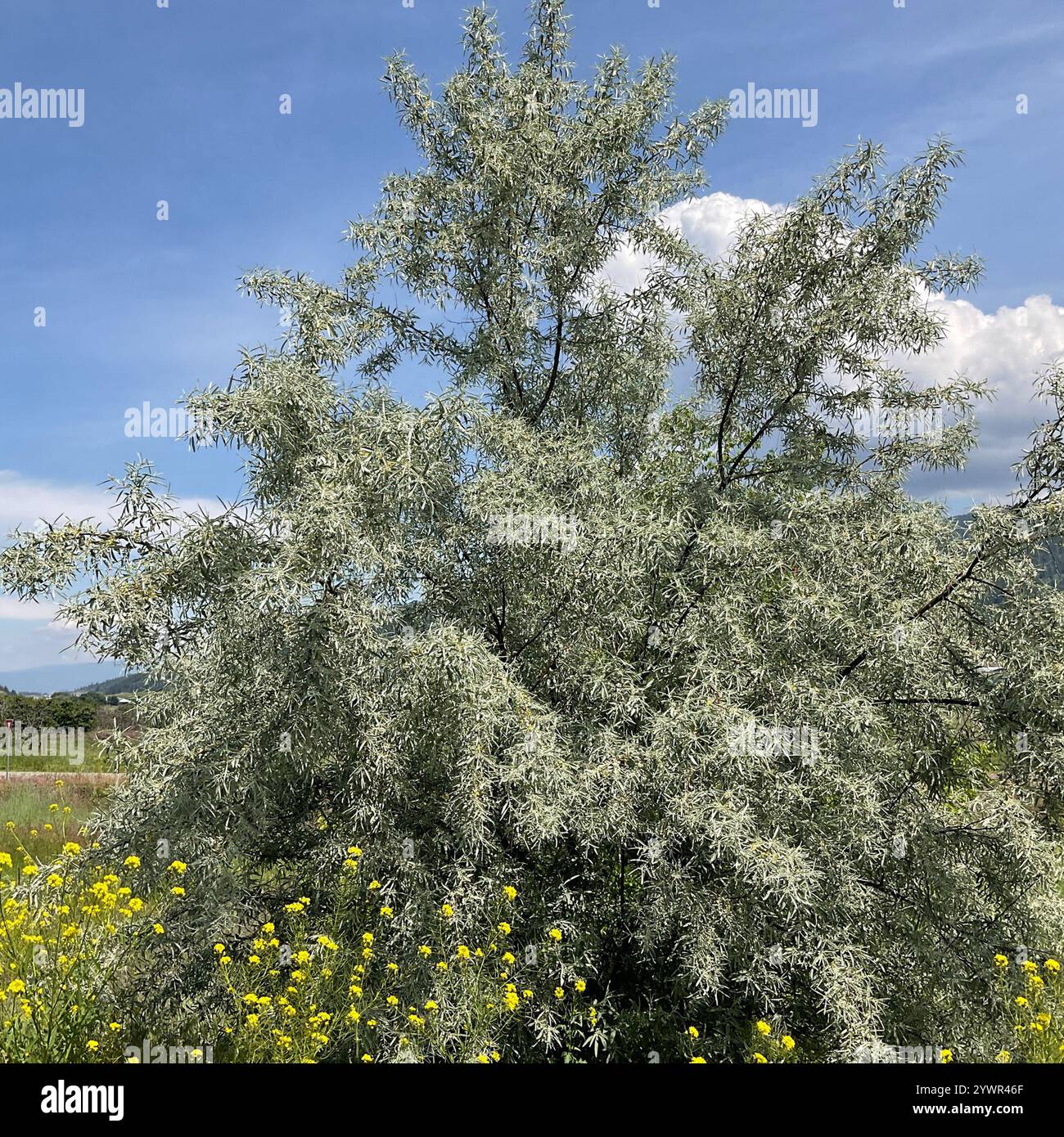 Russian olive (Elaeagnus angustifolia Stock Photo - Alamy