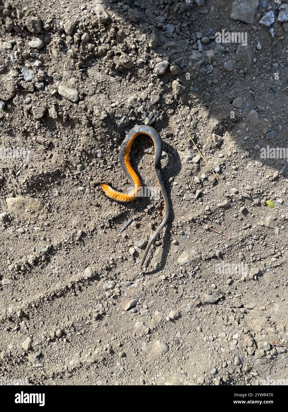 Ring-necked Snake (Diadophis punctatus Stock Photo - Alamy