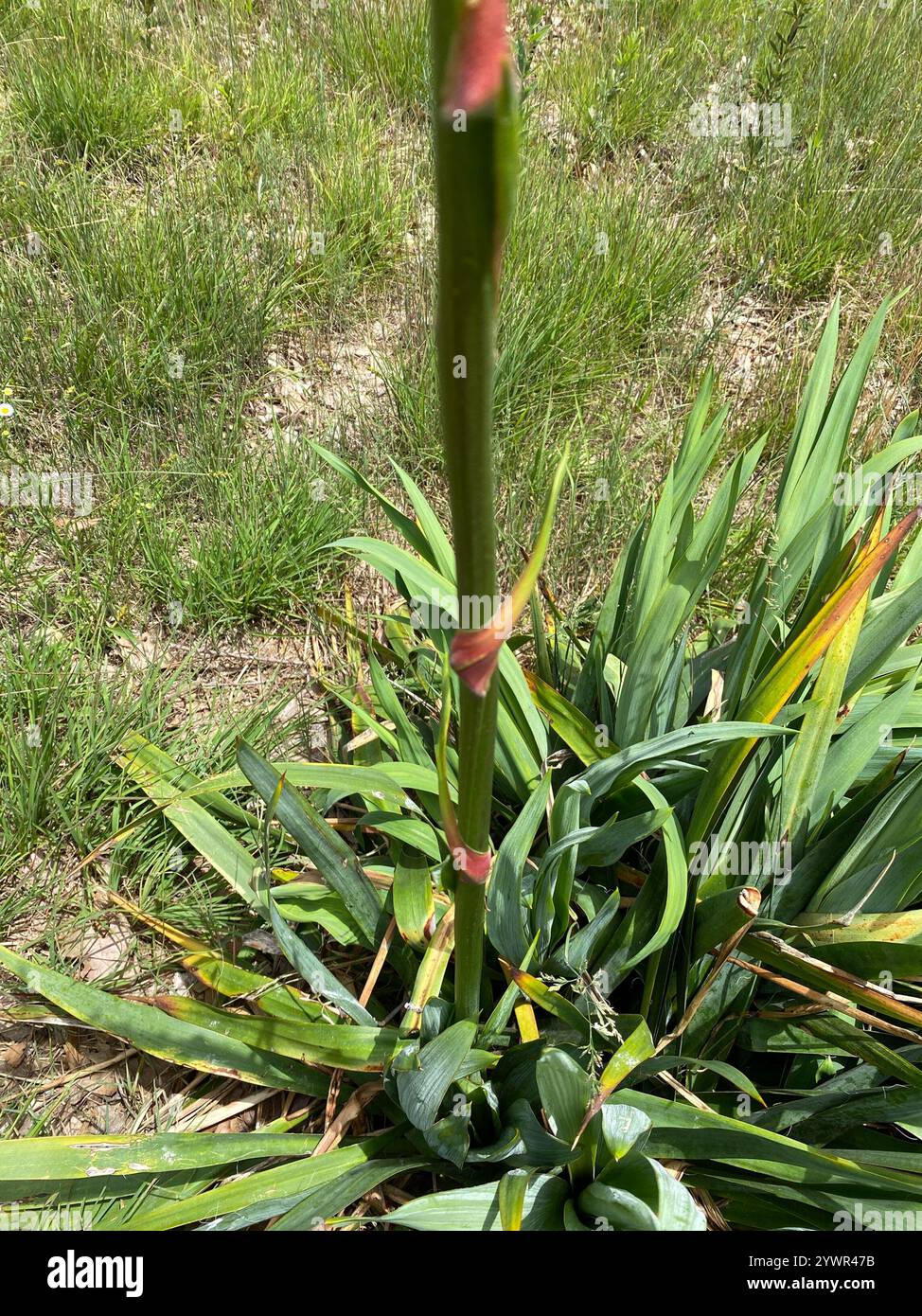 common yucca (Yucca filamentosa Stock Photo - Alamy