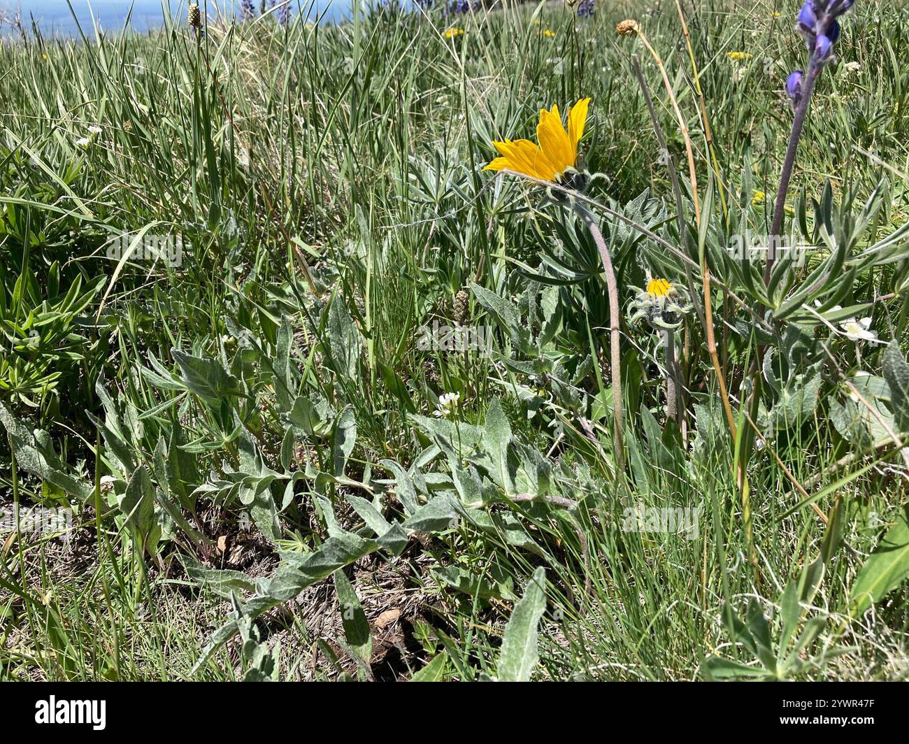Balsamorhiza incana hi-res stock photography and images - Alamy