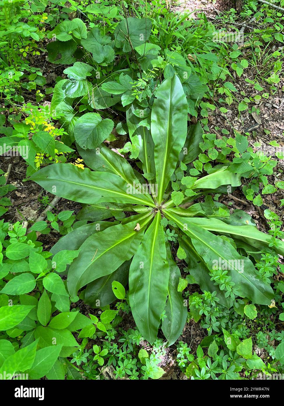 American columbo (Frasera caroliniensis Stock Photo - Alamy
