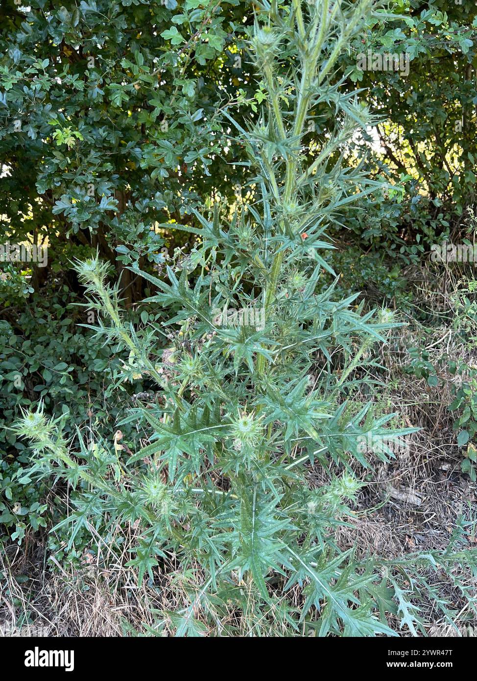 Bull Thistle (Cirsium vulgare Stock Photo - Alamy
